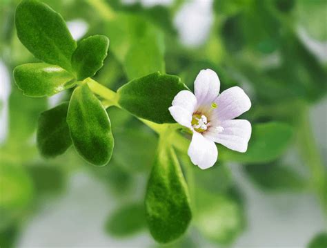 Bacopa Extract Indovedic Nutrients