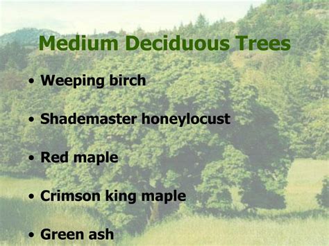Ppt Deciduous Trees Powerpoint Presentation Free Download Id1120559