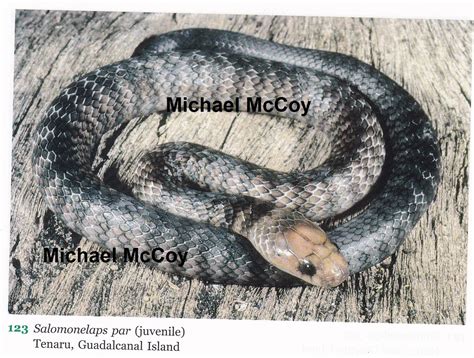 18 Des Serpents Les Plus Rares Au Monde Site De Naturamagnifica
