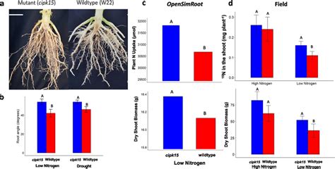 A Field Excavated Root Crowns Of Wildtype And Zmcipk Mutant Maize