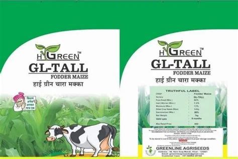 Fodder Maize Seed At ₹ 45 Kilogram Maize Seeds In Uklanamandi Id 22227762148