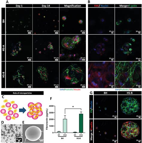 Evaluation Of Cell Morphology And Attachment Under Dynamic Culture