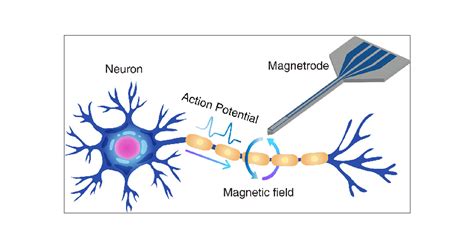 Development And Comprehensive Evaluation Of Tmr Sensor Based Magnetrodes Acs Applied Materials