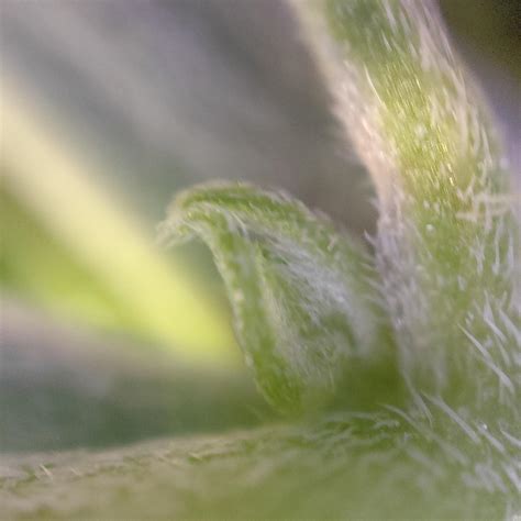 Can Anyone Determine Sex From This Photo Rcannabiscultivation