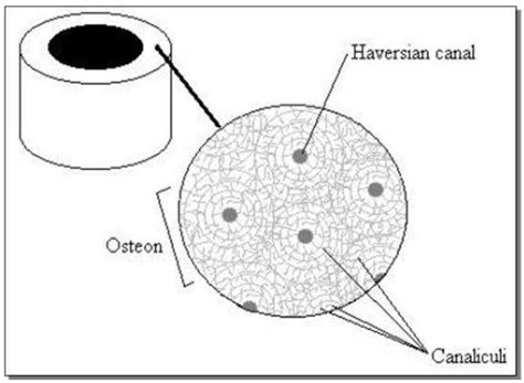 1 Osteonal Structure Of Bone Made Up Of Concentric