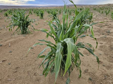 Growing Corn In The Desert No Irrigation Required