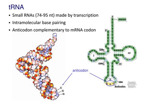 Ppt Rna Processing In Eukaryotes Powerpoint Presentation Free Download Id5334562