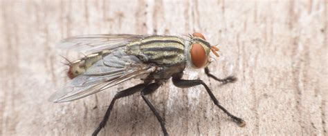 A Guide To Cluster Flies Found In Washington State Prosite Pest Control
