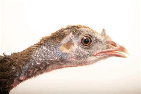 Juvenile Wild Turkey Meleagris Gallopavo Merriami Joel Sartore