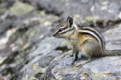 Animal Chipmunk Mammal Free Photo On Pixabay Pixabay