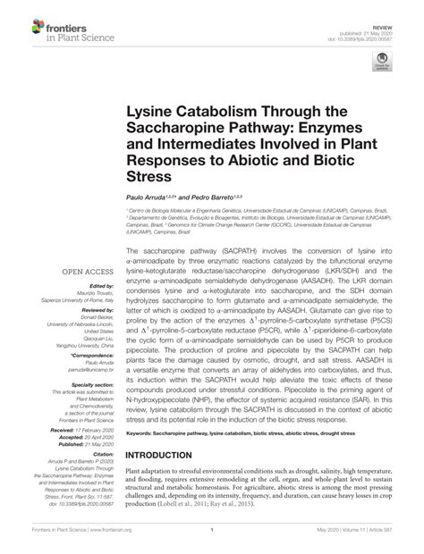 Pdf Lysine Catabolism Through The Saccharopine Pathway Enzymes And Intermediates Involved In