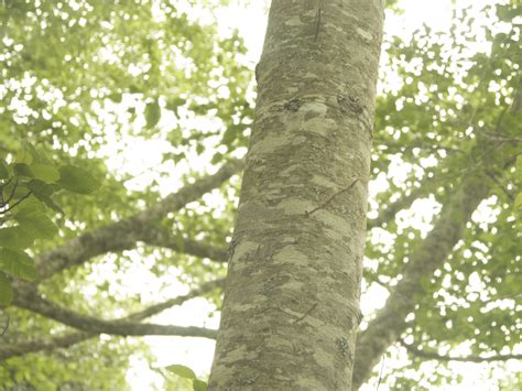 The Gleewomans Notes The Bobcat Tree The Gleewomans Notes The Bobcat Tree