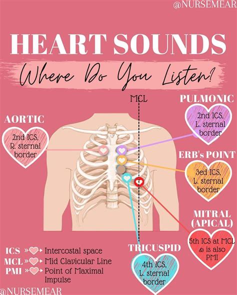 The Five Different Areas For Heart Auscultation By Nursemear