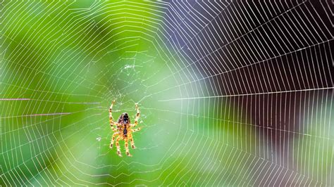 Cobweb Vs Spiderweb Angi