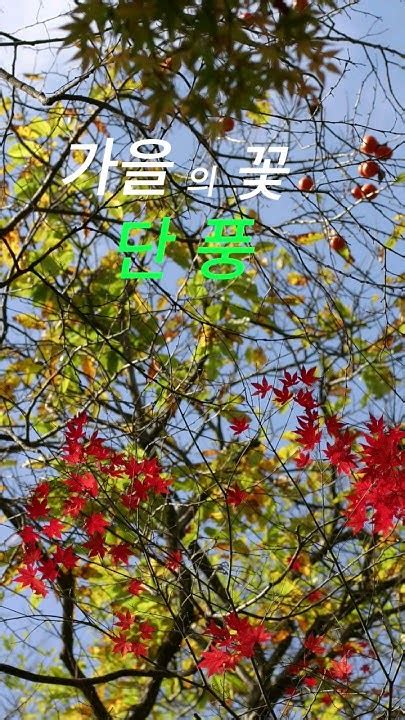 가을의 꽃 단풍 가을 하늘 배경 삼아 오색 단풍이 아름답게 비추입니다 한 생을 마치면서도 가장 아름다운 자기 모습을 보여