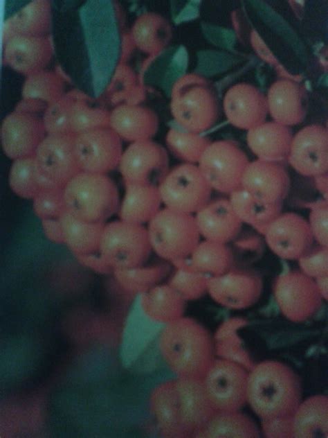 BahÇe Bİtkİlerİ DÜnyasi Renkler Ve ÇİÇekler Turuncu