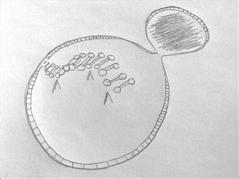 Simplified Sketch Of The Authors October 2013 Flash Of Insight Of A