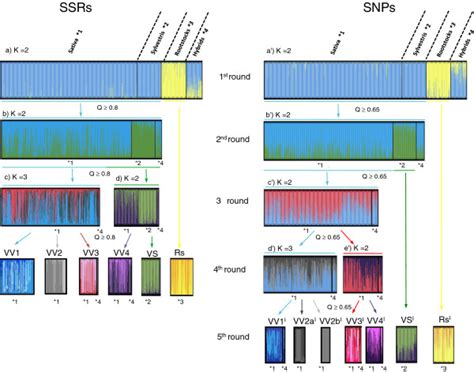 Flow Chart Of Hierarchical Structure Analysis Of The Vitis Germplasm Download Scientific