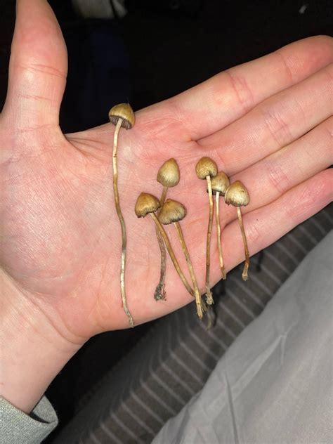 Could Someone Please Help Me Identify These I Think They Are Libs But