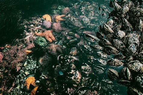 Bench And Compass Life Aquatic Nature Photography Under The Sea