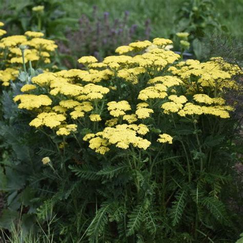 Photo Essay 16 Yellow Perennials Perennial Resource