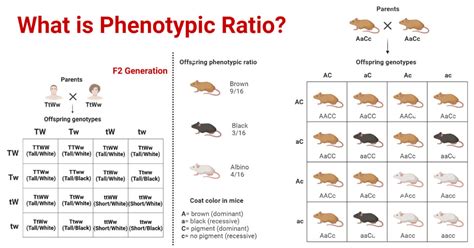 Phenotype Examples