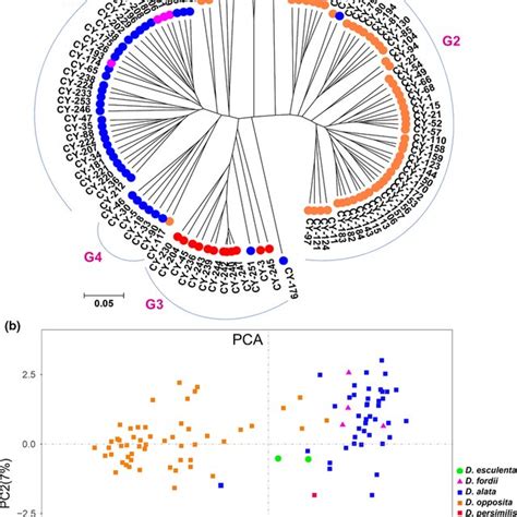 Upgma Cluster Dendrogram A And Pca B Of 112 Yam Accessions Based On