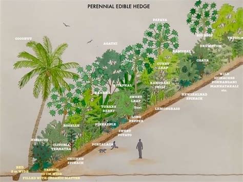 Perrenial Edible Hedge Vegetable Garden Planning Food Forest Garden