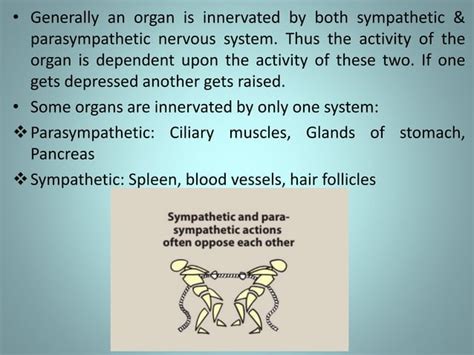 Cholinergic System And Drugs Pptx Brain And Nervous System Disorders Diseases And Conditions