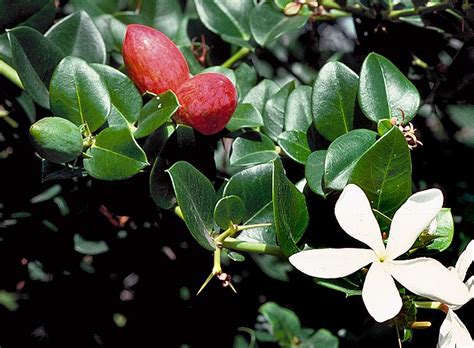 CARISSA GRANDIFLORA Jardín de la Marquesa de Arucas