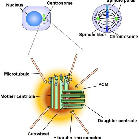 Schematic Diagram Of The Centrosomes The Centrosome Consists Of Mother Download Scientific