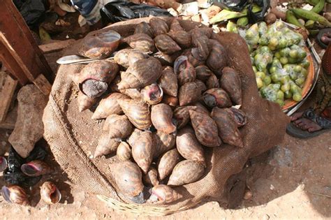The Largest Snail In The World Grow As Long As A Human Arm Hasan Jasim