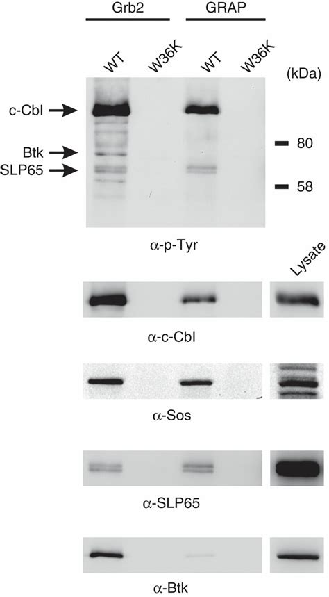 Interaction Partners Of The N Terminal Grb2 Sh3 Domain In B Cells Download Scientific Diagram