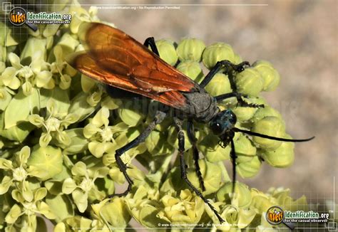Tarantula Hawk Size