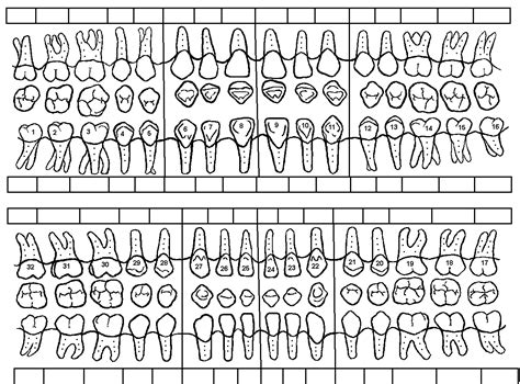 Downloadable Free Printable Blank Perio Chart Printable Chart Templates