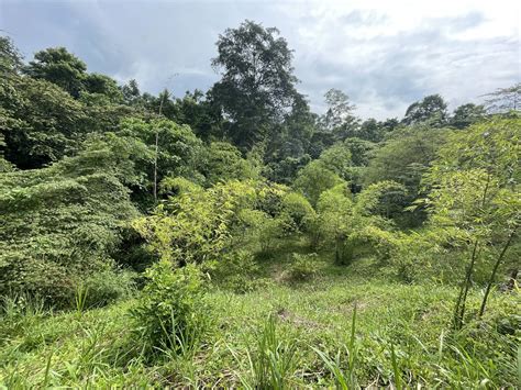 Intro To Syntropic Agroforestry — Regeneration Field Institute