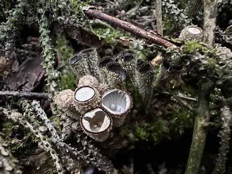 Cyathus Striatus Striate Birds Nest Mycoanatomical
