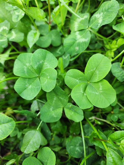 Clover Collection230513d A Cluster Of Two Four Leaf Clovers 네잎클로버 꽃