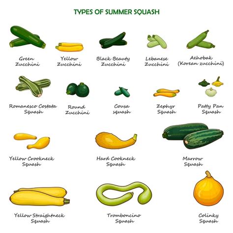 8697532 Summer Squash Varieties Vector Images Depositphotos