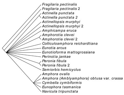 5 Strict Consensus Tree For The Combined Data Set Using Taxa And Download Scientific Diagram
