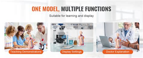 Vevor Human Body Model 23 Parts 18 Inch Human Torso Anatomy Model Unisex Anatomical Skeleton