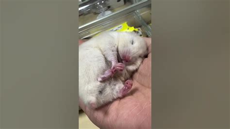 Mouse Antics Hilarious Moments Mouse Mousevideo Chuha Shorts Youtube