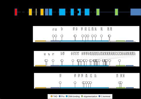 Schematic Representation Of The Genomic Locus Of The Tp53 Gene And Its Download Scientific