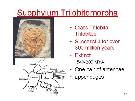 Phylum Arthropoda 1 Jointed Appendages 2 Number Of