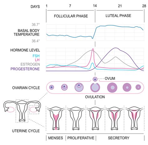 Disorders Of The Female Reproductive System Pathophysiological