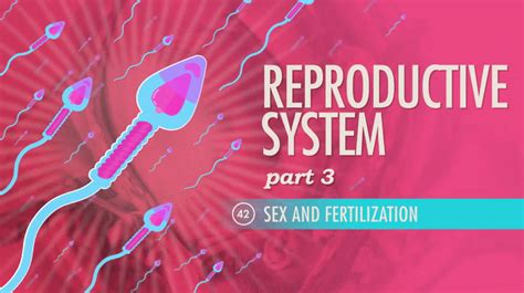 Reproductive System Part 3 Sex And Fertilization Crash Course Aandp 42