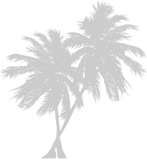 Palmera 36654789 Vector En Vecteezy