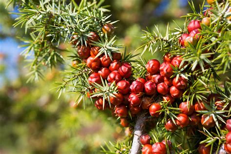 How To Plant Juniper Berries Foraging Juniperberries And Leaves Pcsces