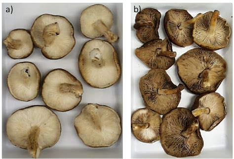 Fruiting Body