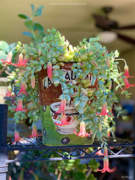 Cotyledon Pendens Cliff Cotyledon World Of Succulents